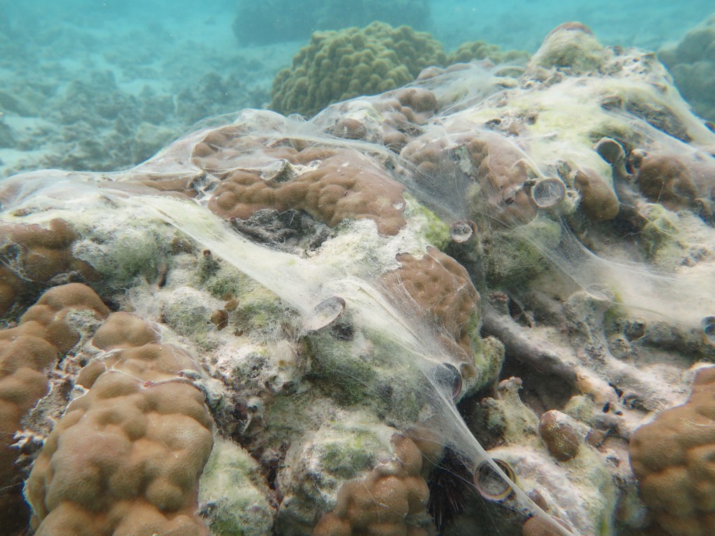 Mass mortality of C. maximum in Moorea, French Polynesia – Osenberg Lab